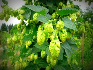 American IPAs Part 3 – Five hops that shaped your IPA – Pat's Pints