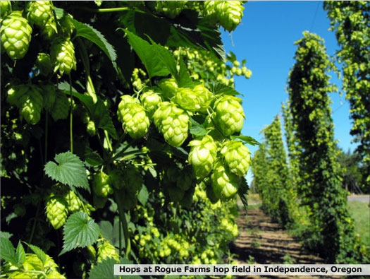 American IPAs Part 3 – Five hops that shaped your IPA – Pat's Pints