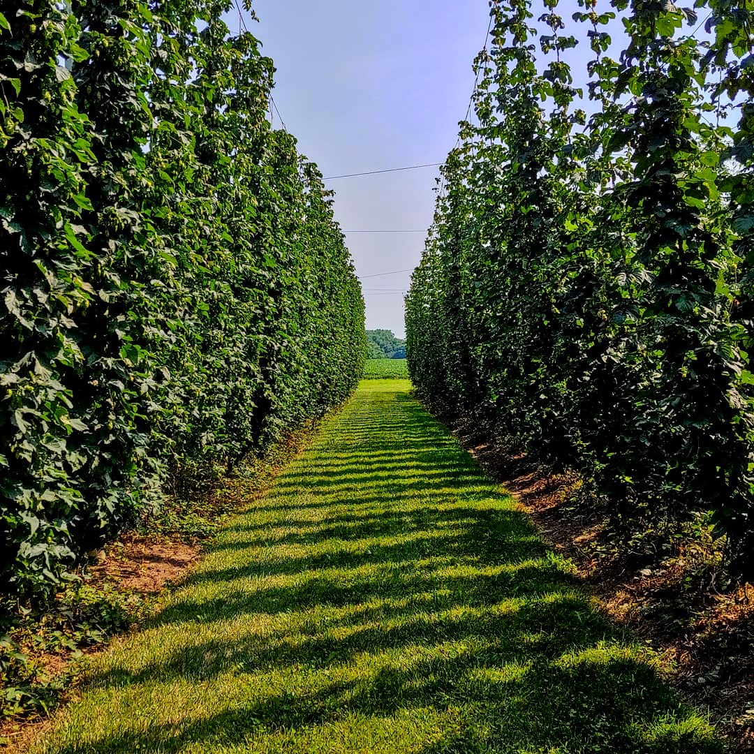 Understanding Wet Hop Ales Part 2 – Growing Hops in the Midwest – Pat's ...